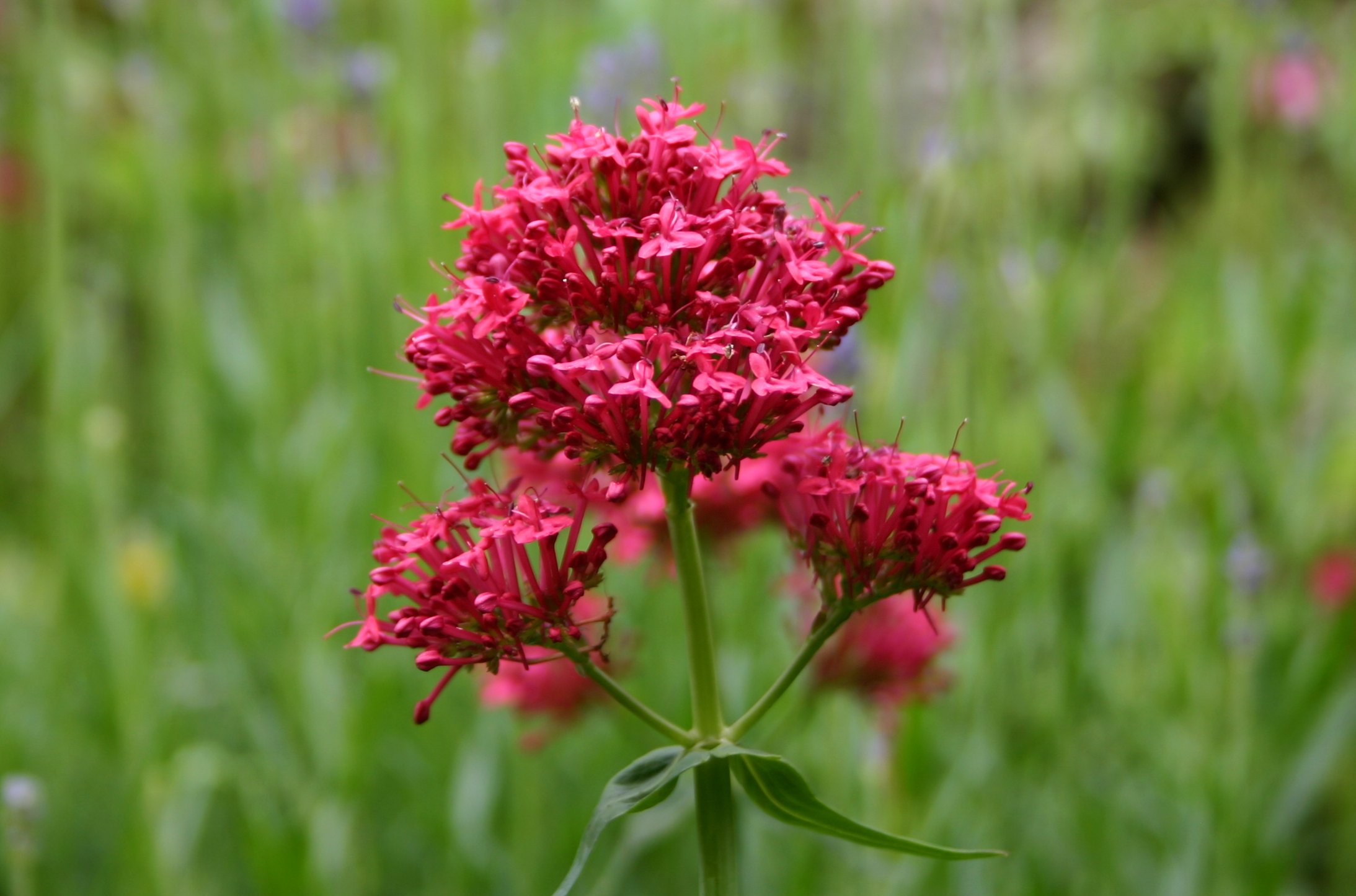 Where To Buy Valerian Root Extract Manufacturer suppliers